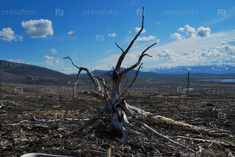 Acid rain Images - Search Images on Everypixel