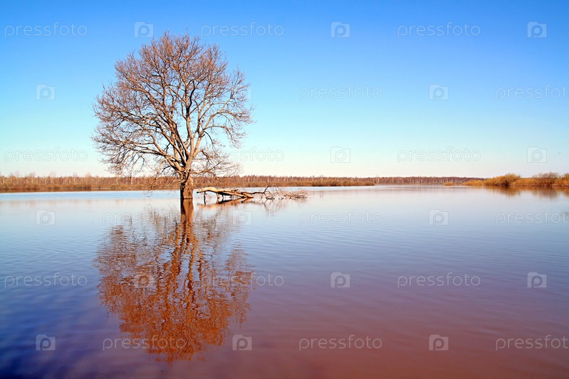 Water oak tree Images - Search Images on Everypixel