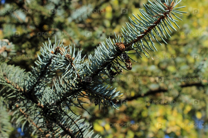 Фотография на тему Зеленые еловые ветки в парке на зеленом фоне | PressFoto